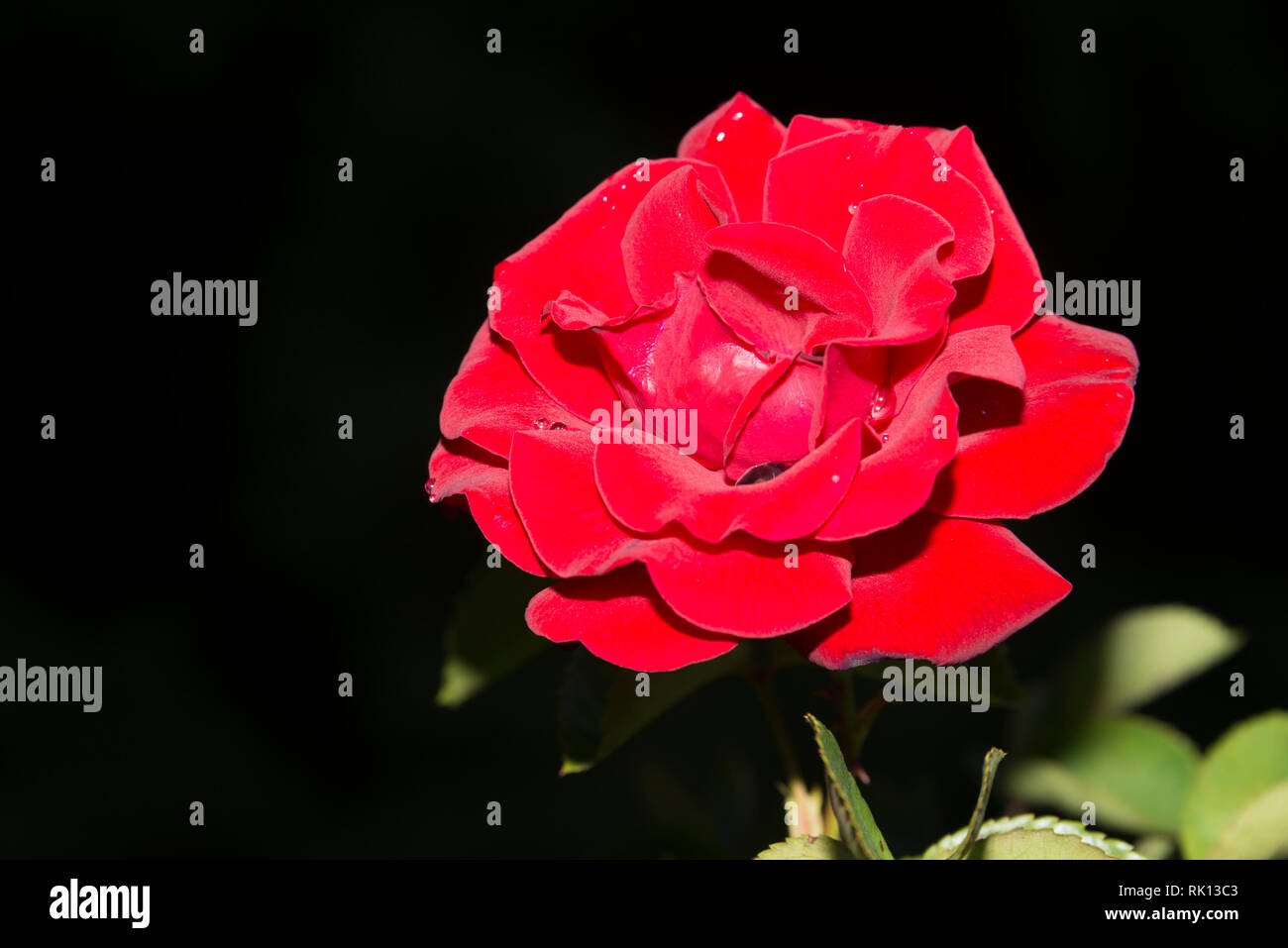 Corolla red hi-res stock photography and images - Alamy