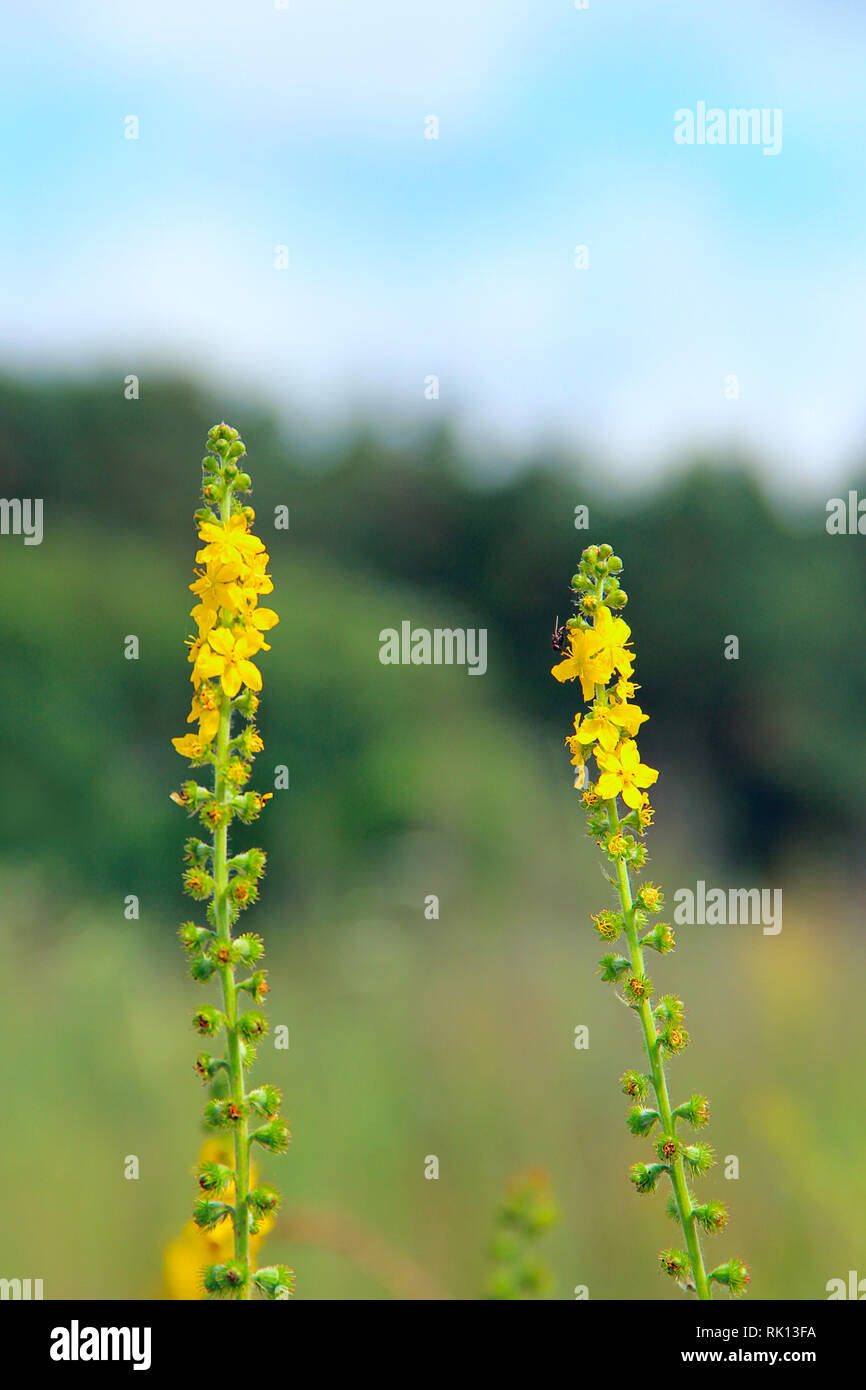 Common agrimony hi-res stock photography and images - Alamy