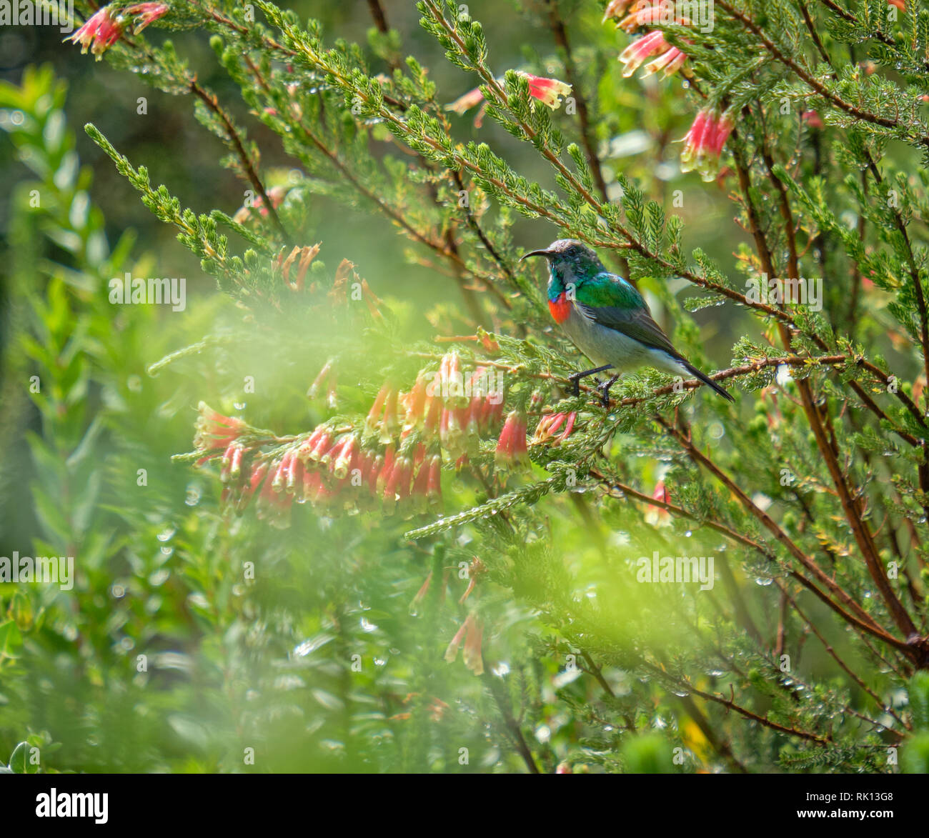 Southern Double collar Sunbird sitting on a erica bush in bloom ...
