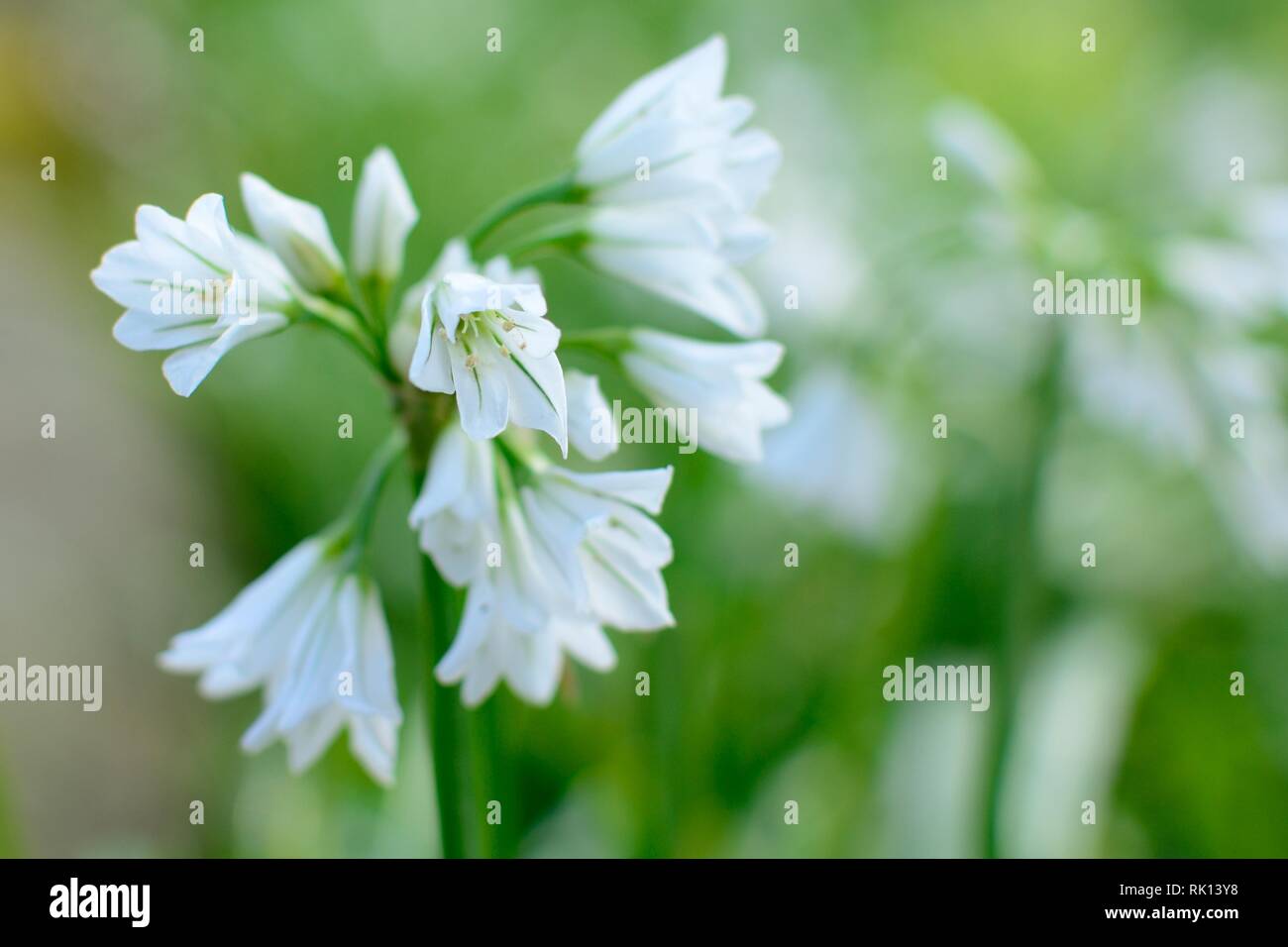 Close up of three cornered garlic (allium triquetrum) in bloom Stock ...