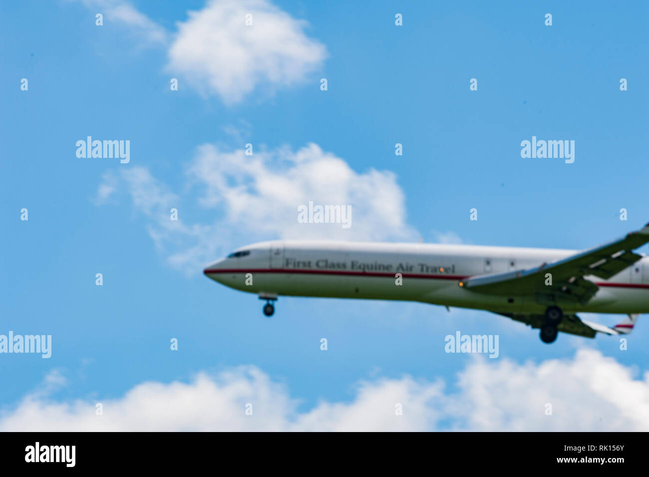 Equine aircraft transport hi-res stock photography and images - Alamy