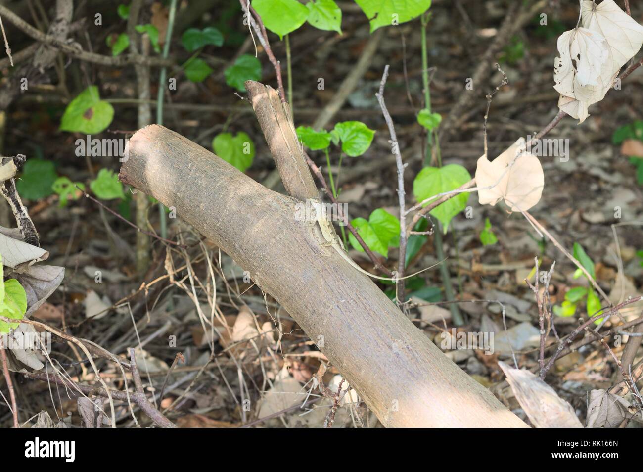 Isolated lizard on a branch (Ari Atoll, Maldives Stock Photo - Alamy