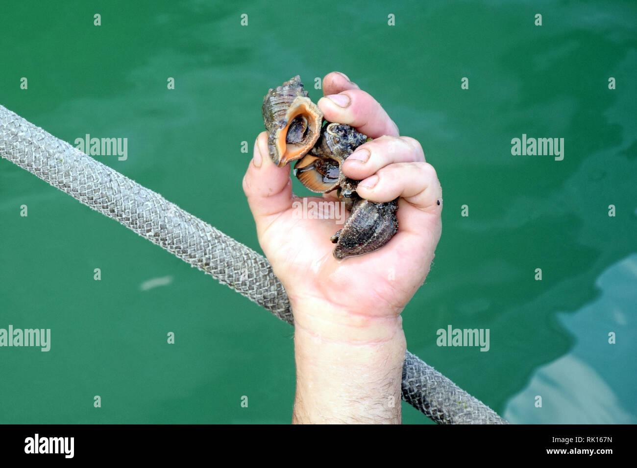 Seashell in Hand Stock Photo Stock Photo - Alamy