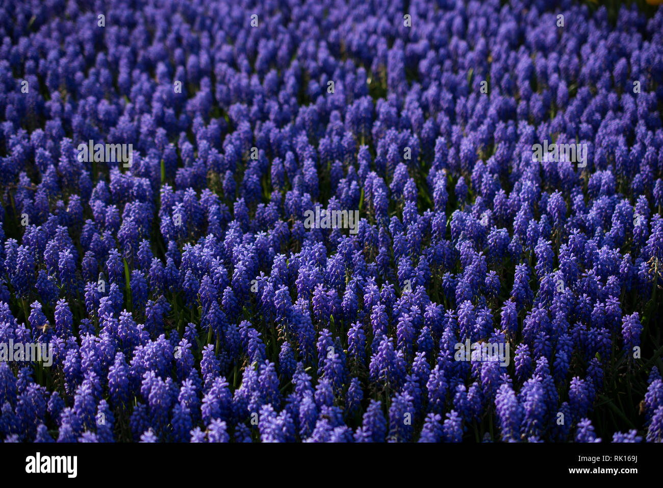 beautiful and colorful wild flowers in nature in the spring time Stock ...