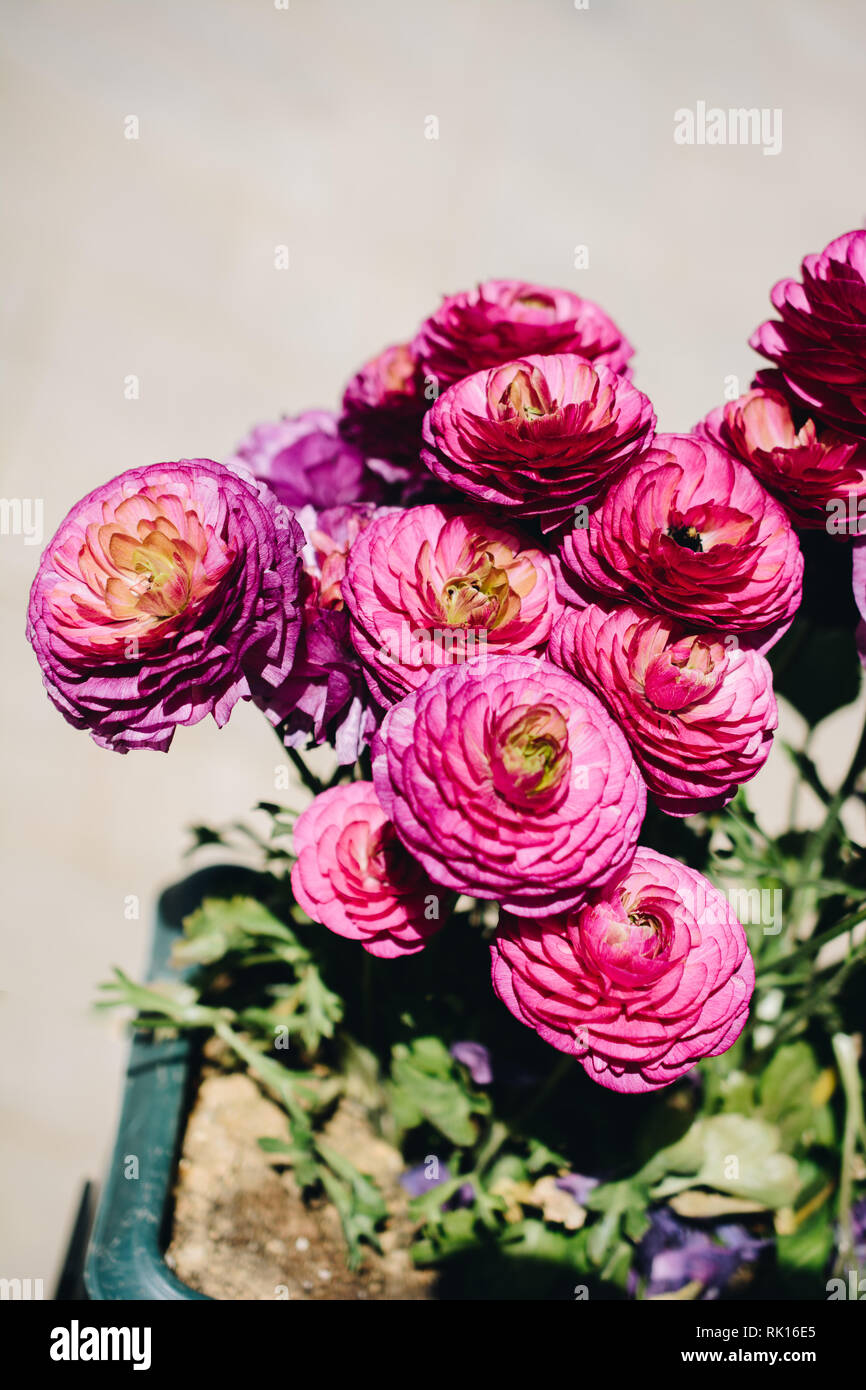 Blooming beautiful colorful natural flowers in view Stock Photo - Alamy