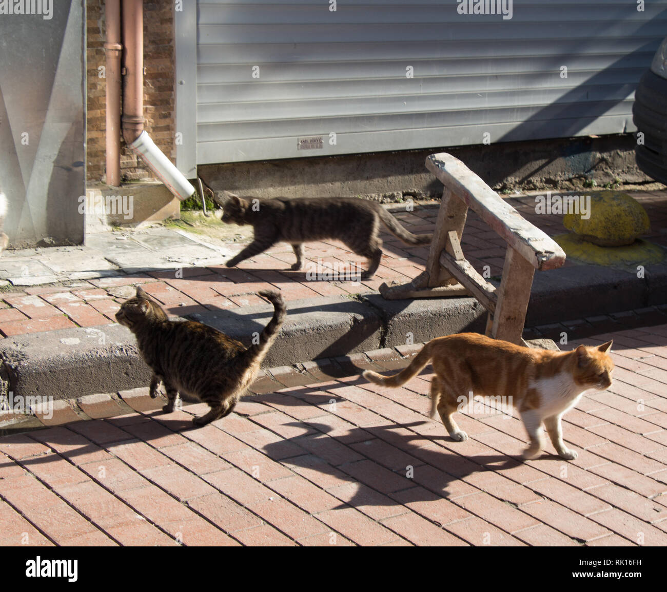 Another portrait of the homeless street cats Stock Photo - Alamy
