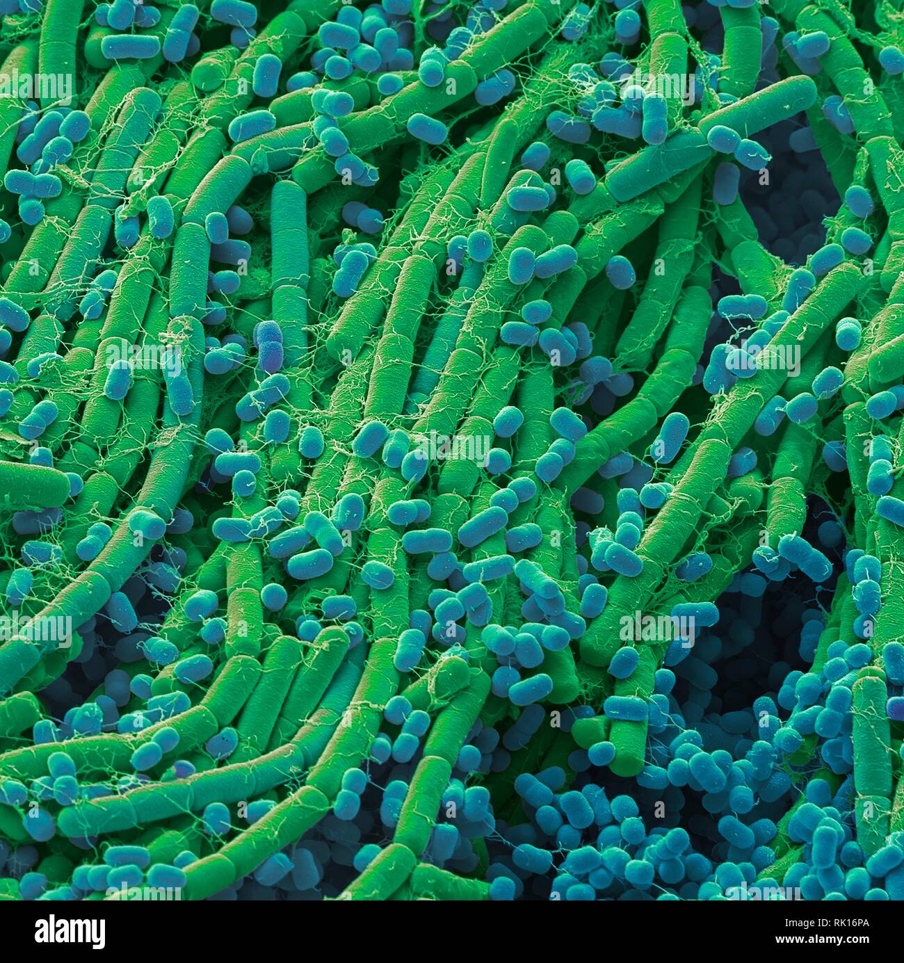 Soil bacteria, SEM Stock Photo - Alamy