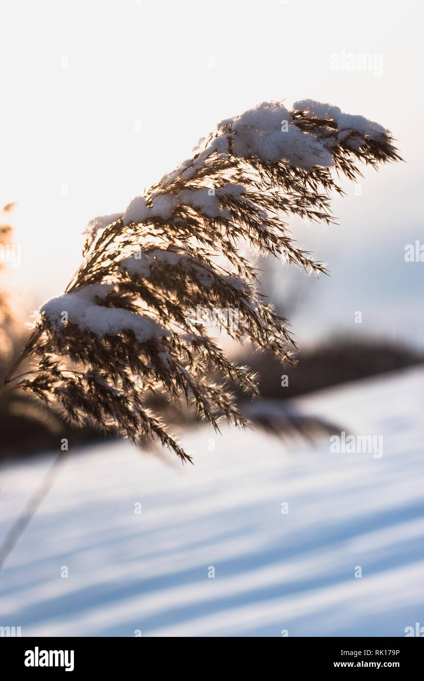 Invasive phragmites hi-res stock photography and images - Alamy