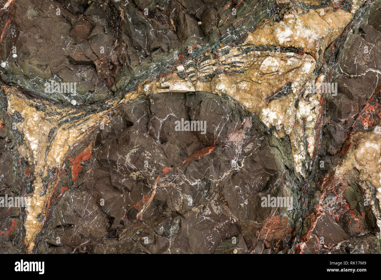 Veins section texture hi-res stock photography and images - Alamy