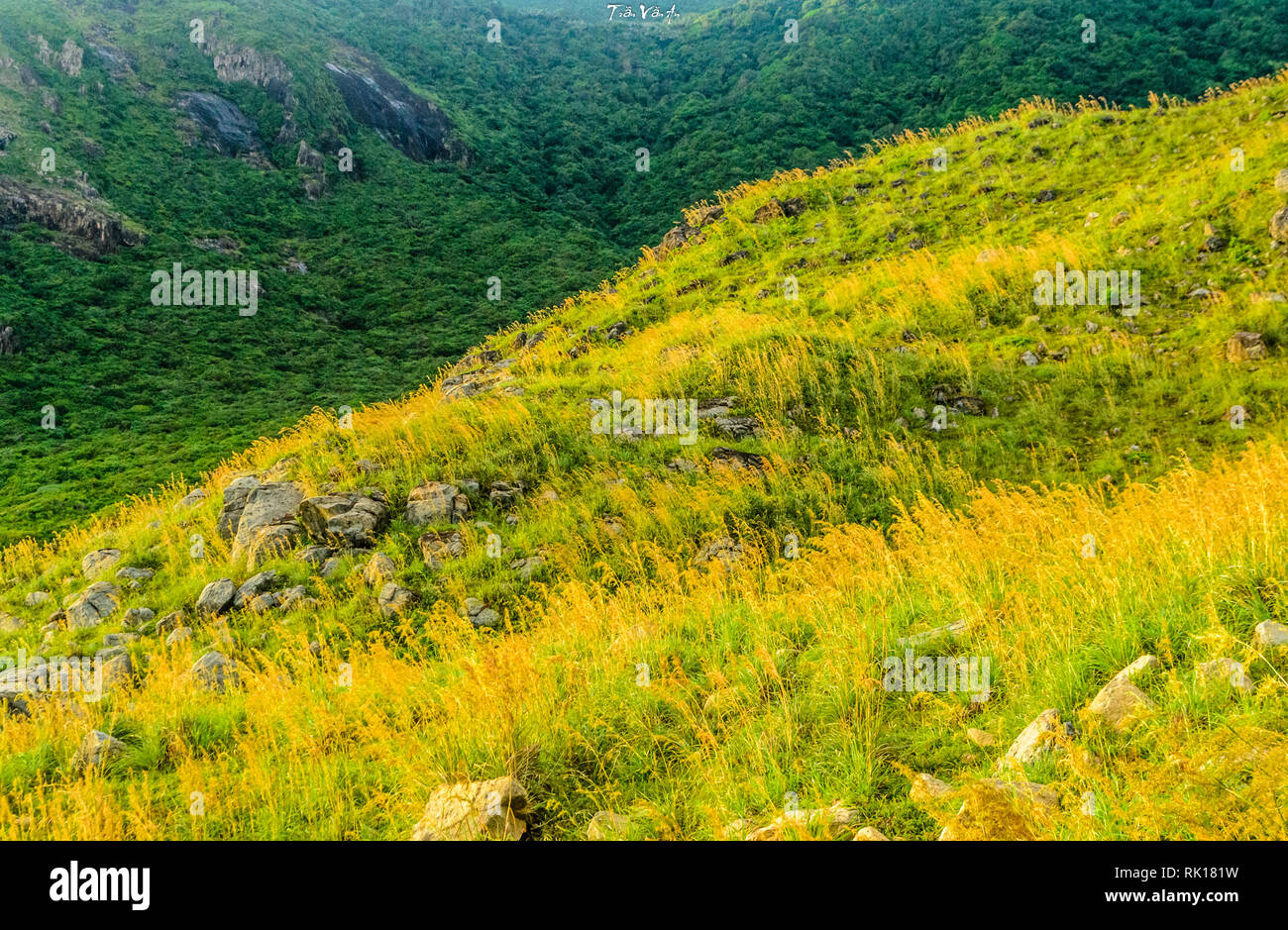 Reeds hill hi-res stock photography and images - Alamy