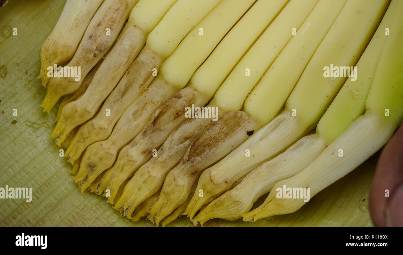 Cavendish banana plantation hi-res stock photography and images - Alamy