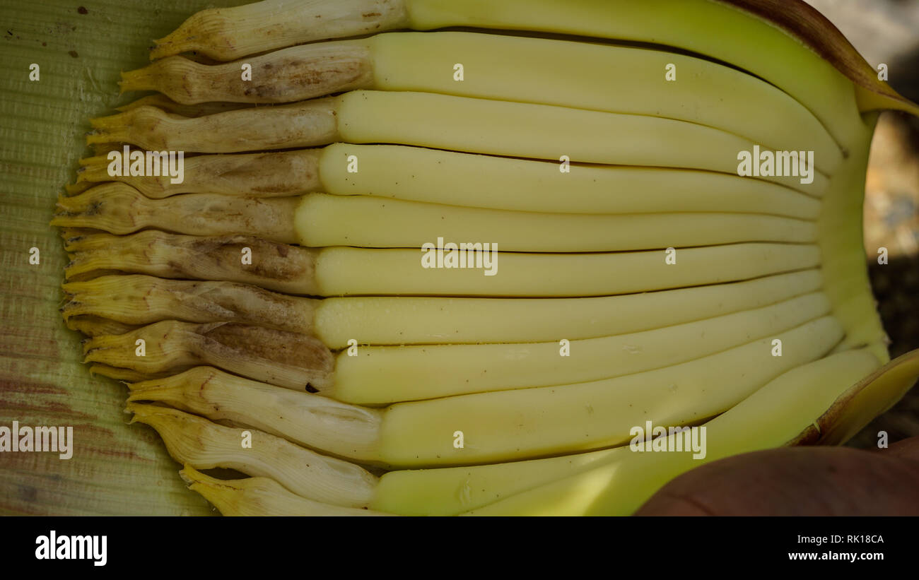 Cavendish banana plantation hi-res stock photography and images - Alamy