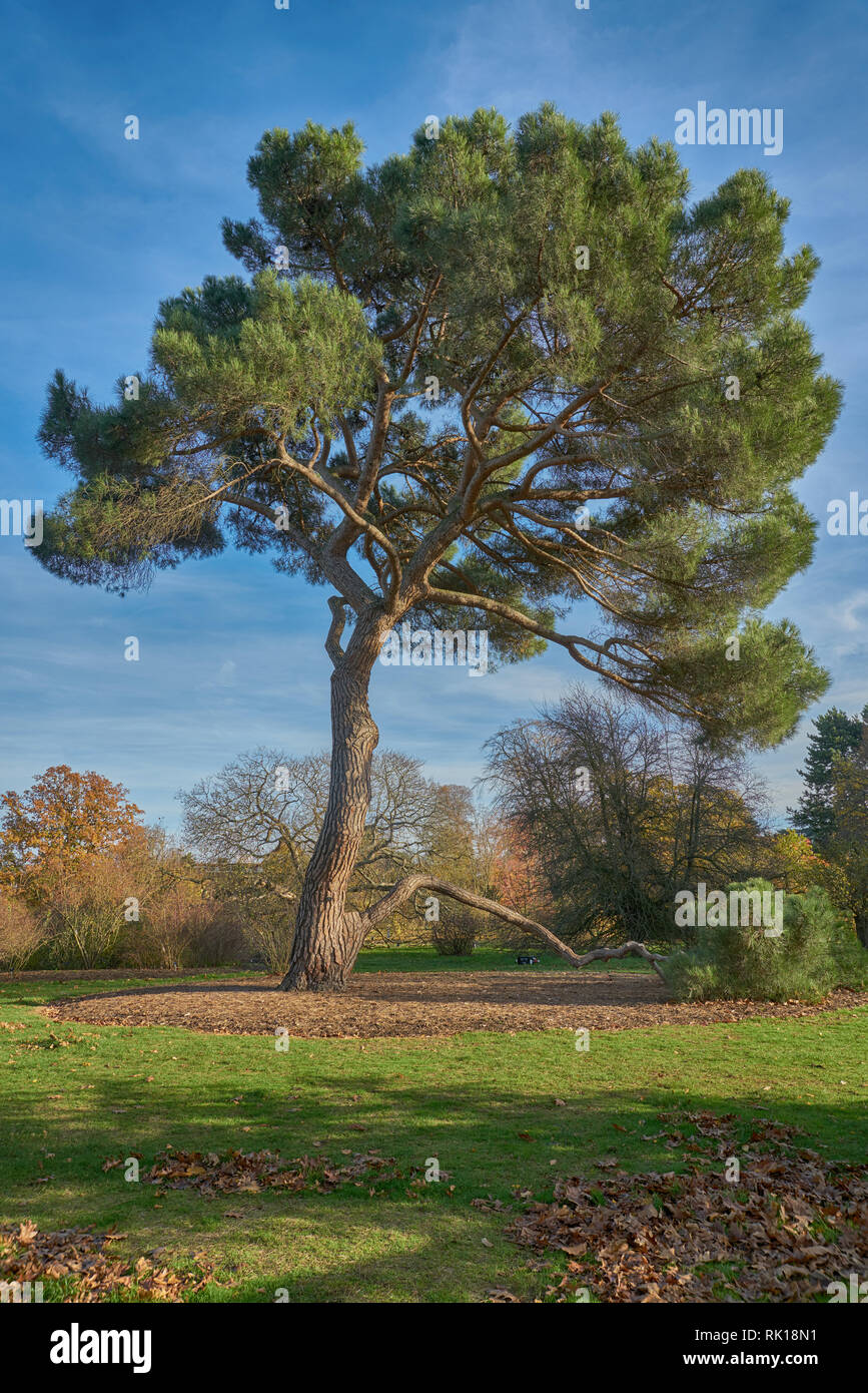 Stone pine tree hi-res stock photography and images - Alamy