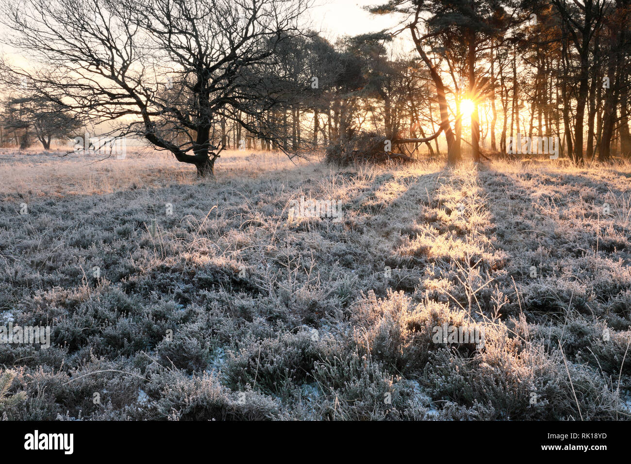 Frosted forest hi-res stock photography and images - Alamy
