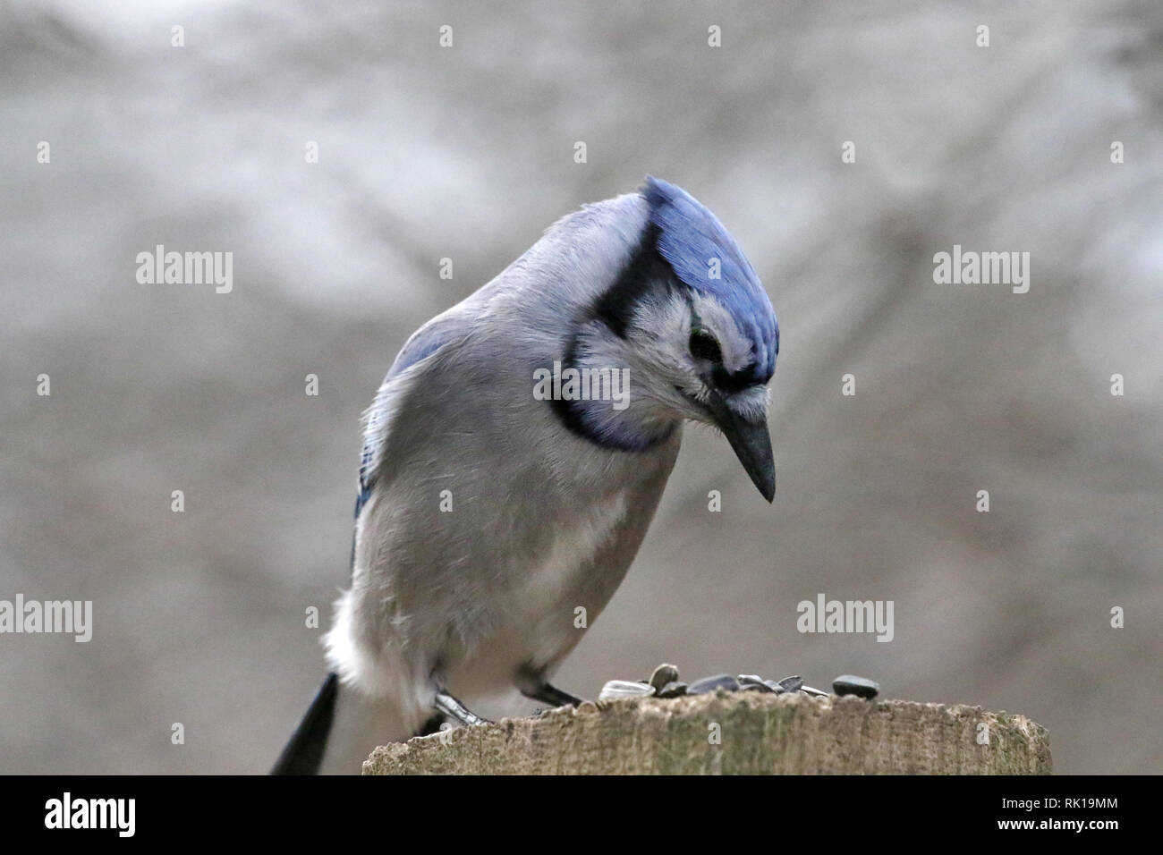 Blue Jay in nature reserve Stock Photo - Alamy