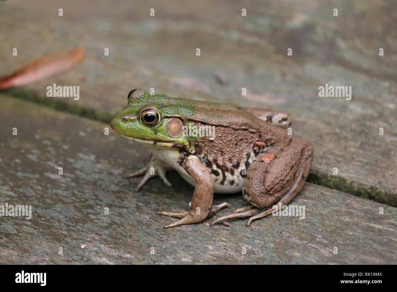 Frog on deck hi-res stock photography and images - Alamy