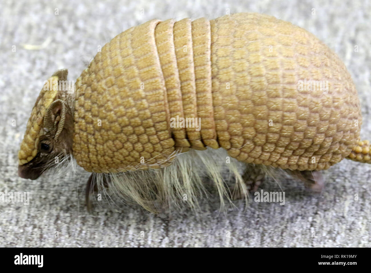 Three Banded Armadillo Stock Photo - Alamy