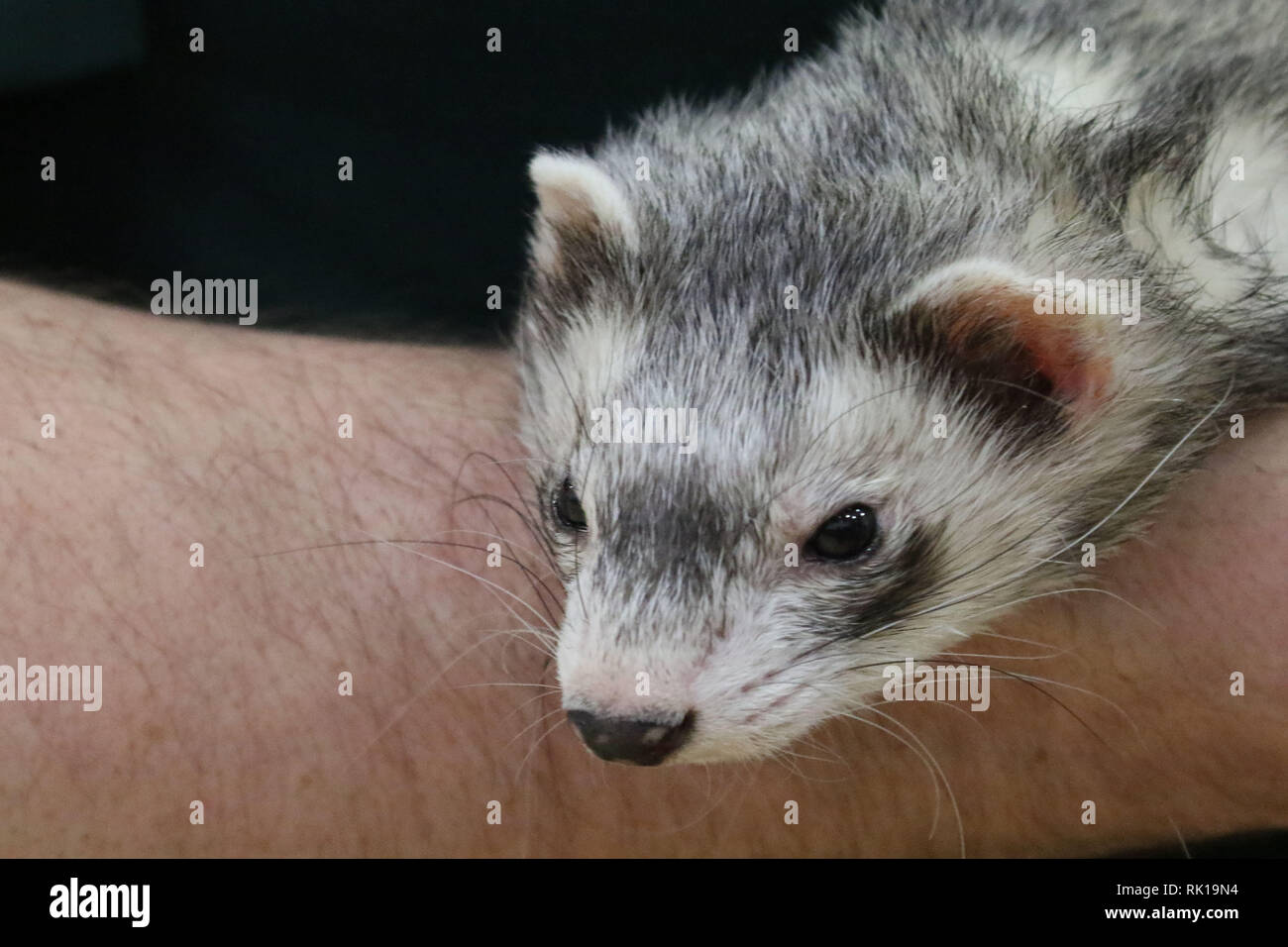 Ferret at animal show Stock Photo - Alamy