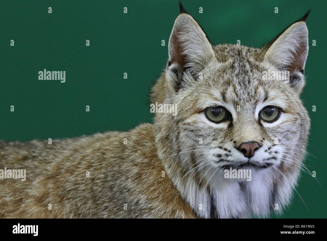 Tuft Of Fur High Resolution Stock Photography and Images - Alamy