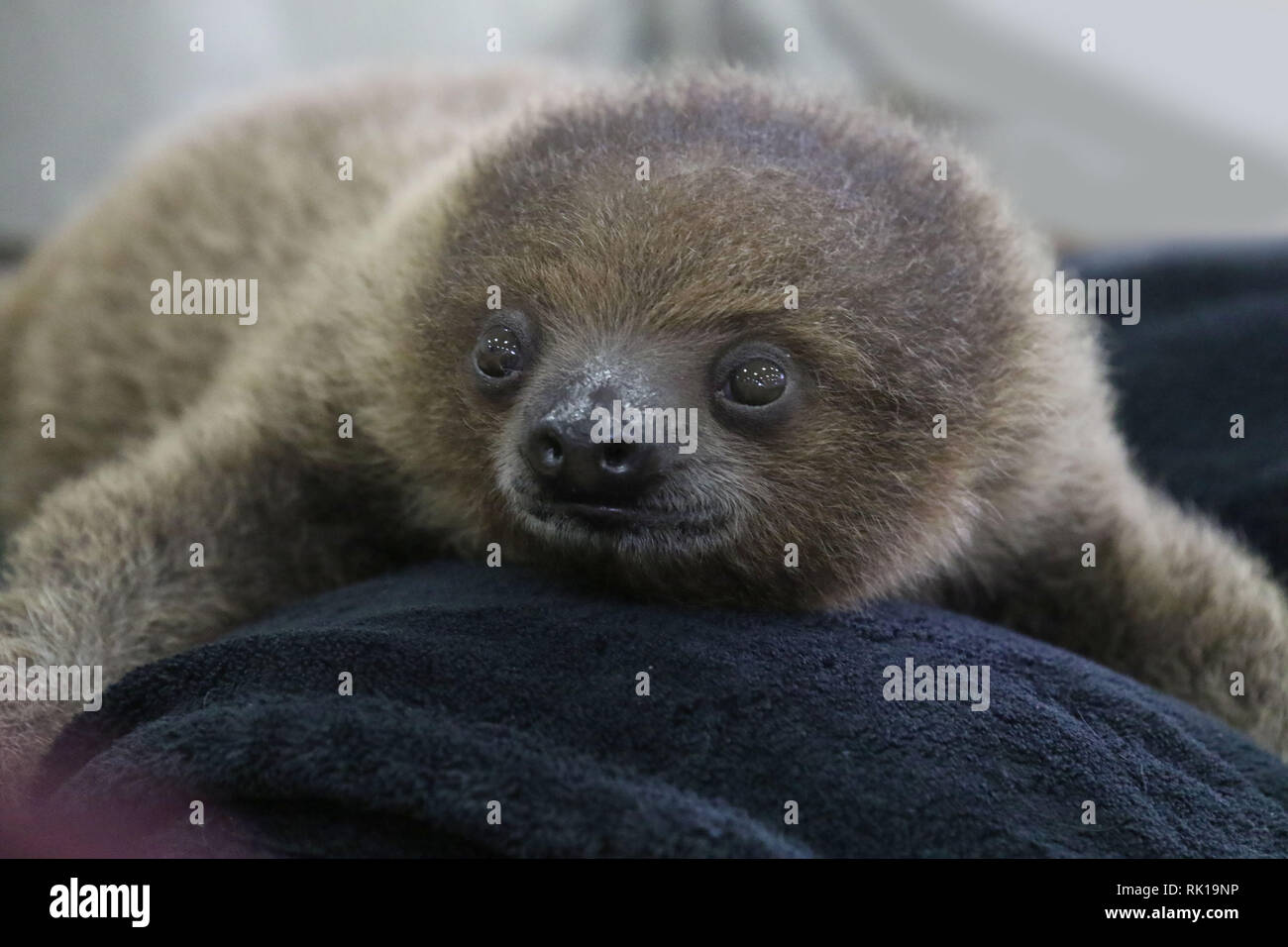 six month old baby two toed sloth Stock Photo - Alamy
