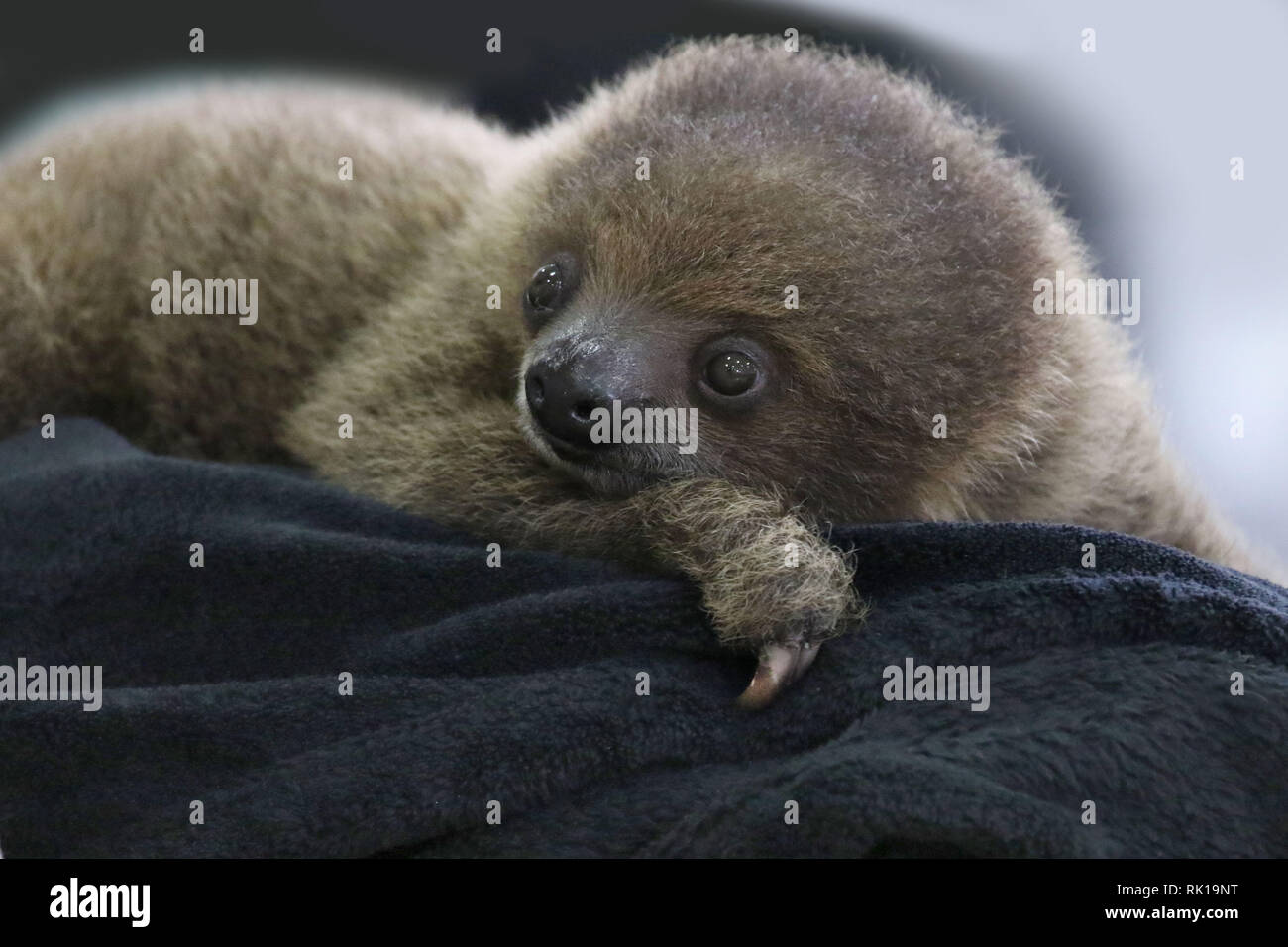 Hangs upside down in tree for most of its life hi-res stock photography ...