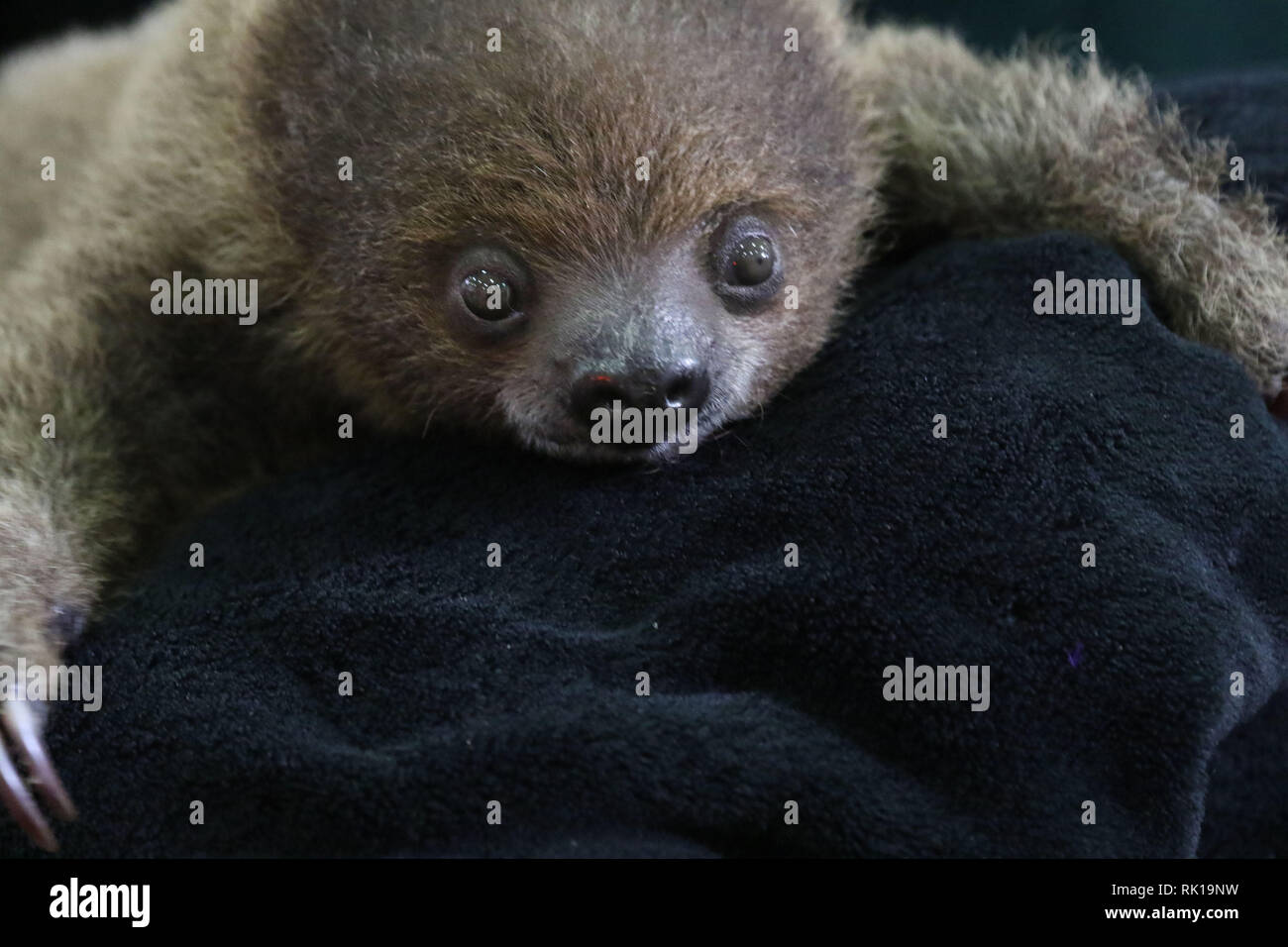 six month old baby two toed sloth Stock Photo - Alamy