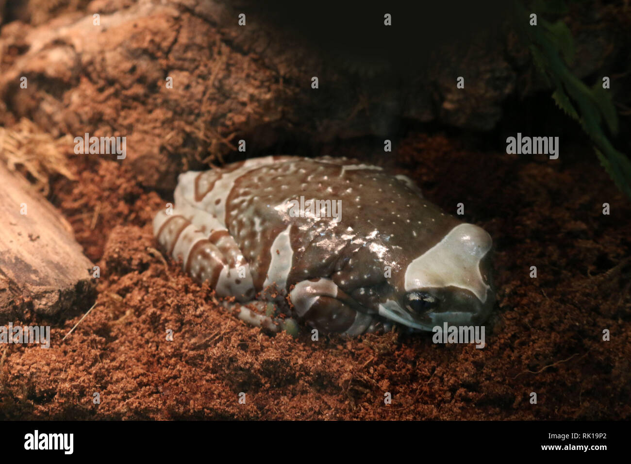Tree Frogs in zoo display Stock Photo - Alamy