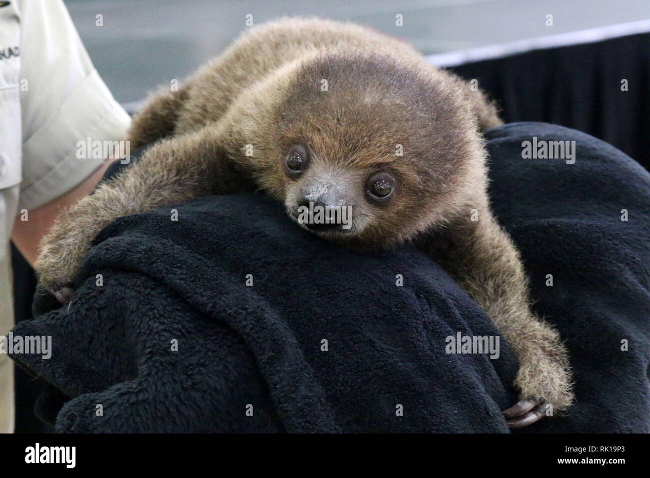 six month old baby two toed sloth Stock Photo - Alamy
