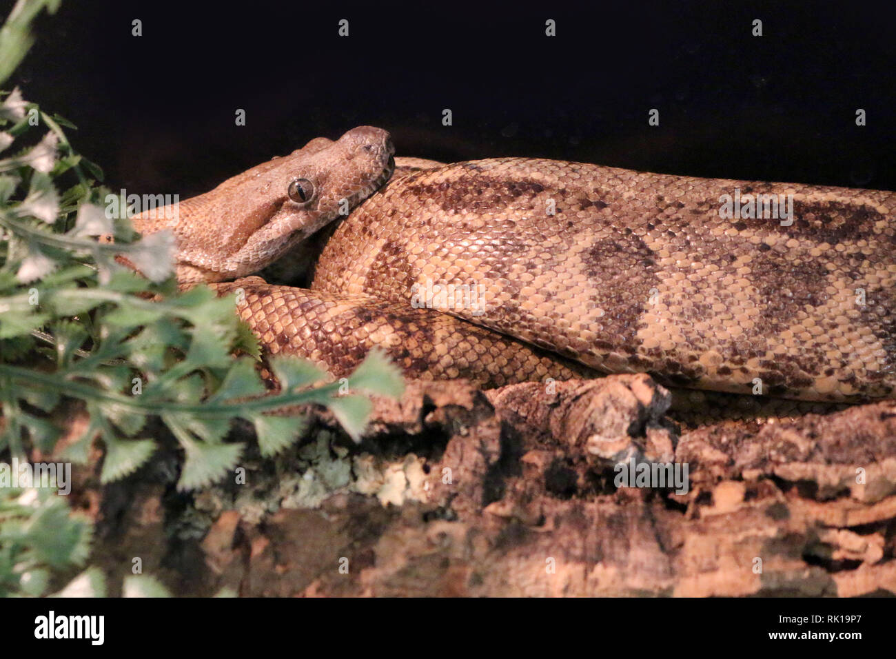 Boa Constrictor Snake Stock Photo - Alamy