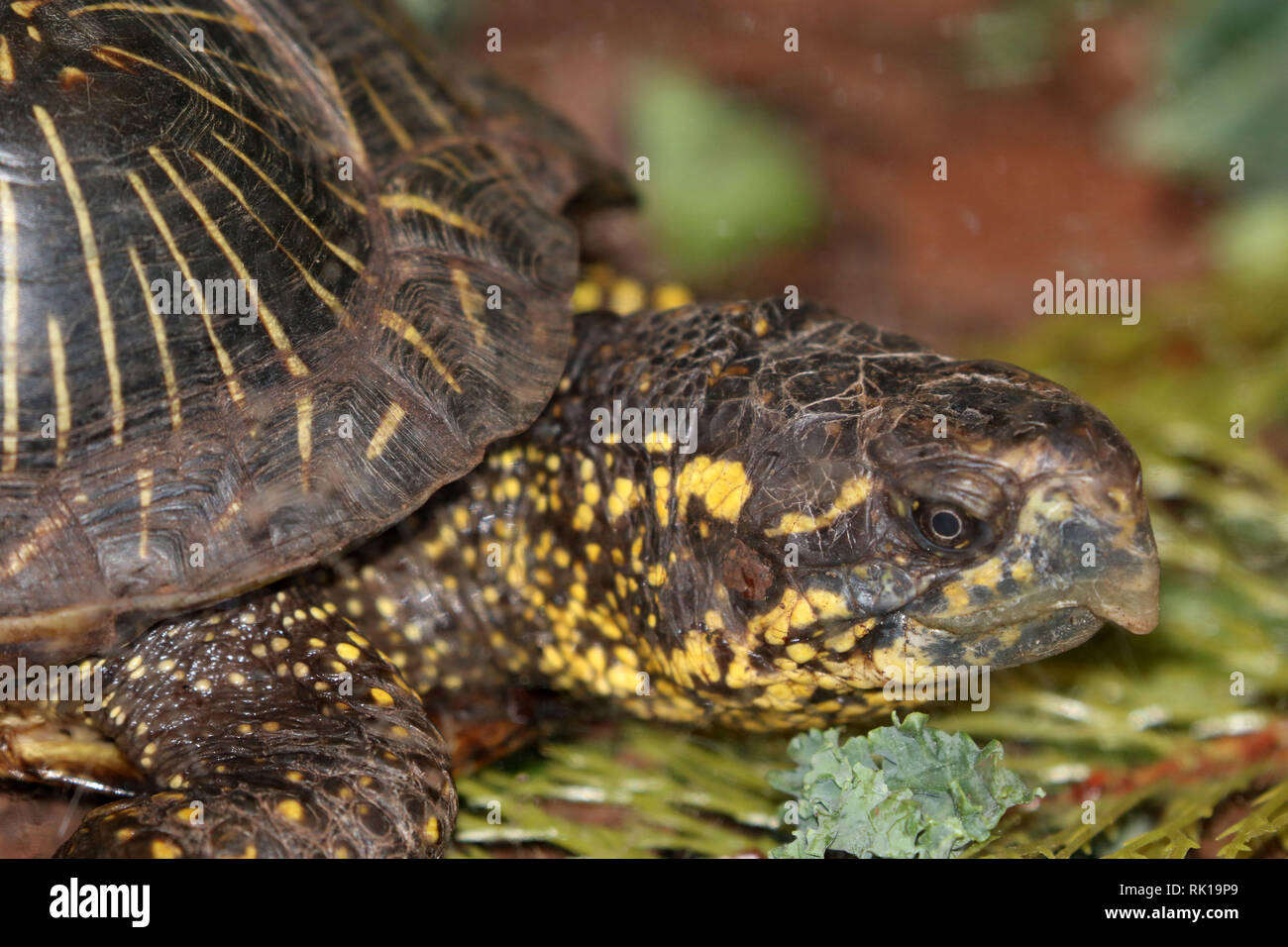 Habitat taken by human activity hi-res stock photography and images - Alamy