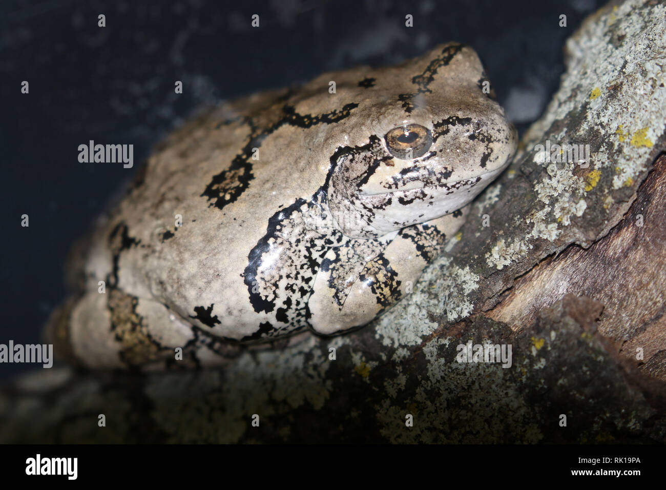 Tree Frogs in zoo display Stock Photo - Alamy
