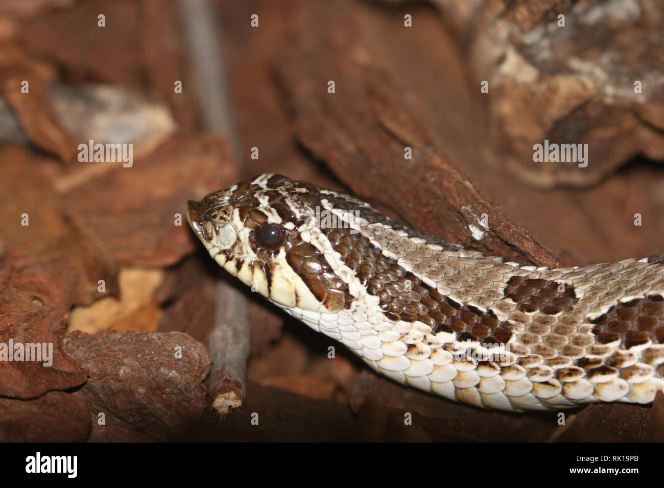Western Hog nosed snake Stock Photo - Alamy