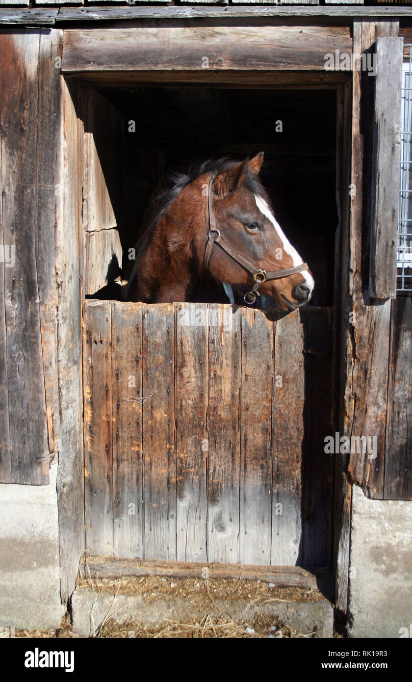 Horse in box stall with open dutch door Stock Photo - Alamy
