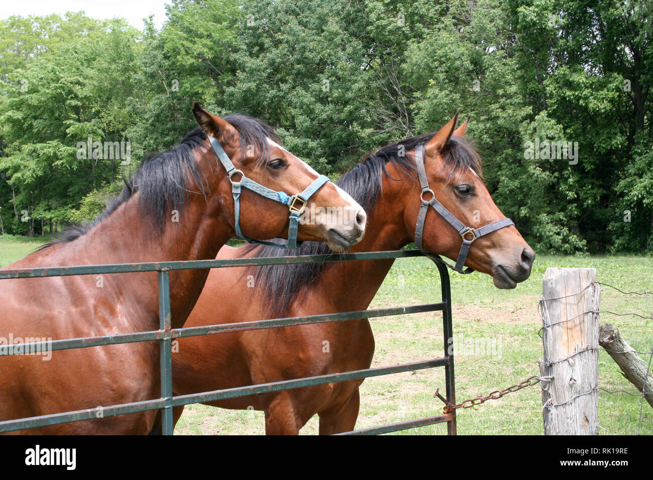 Horse Farm fun Stock Photo - Alamy