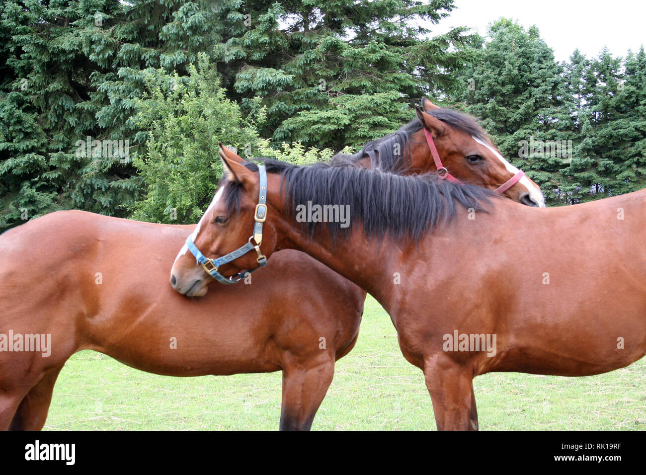 Horse Farm fun Stock Photo - Alamy