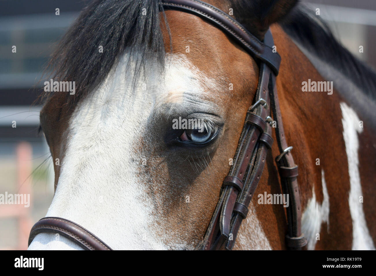 English Riding ponies Stock Photo - Alamy