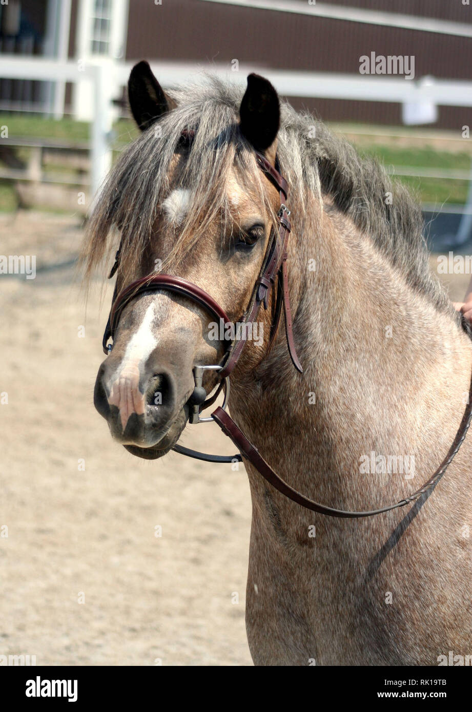 English Riding ponies Stock Photo - Alamy