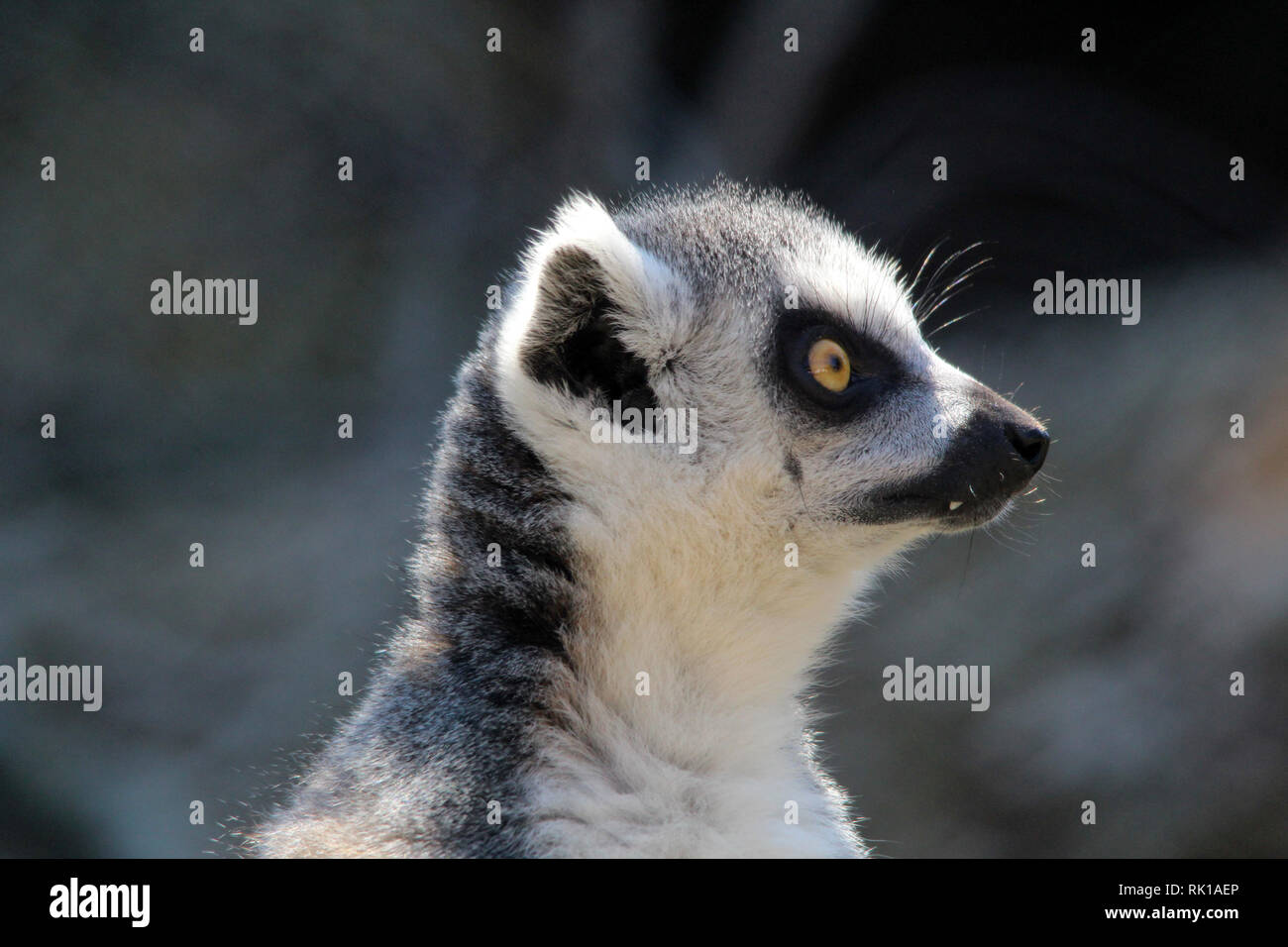 Lemur in zoo Stock Photo - Alamy