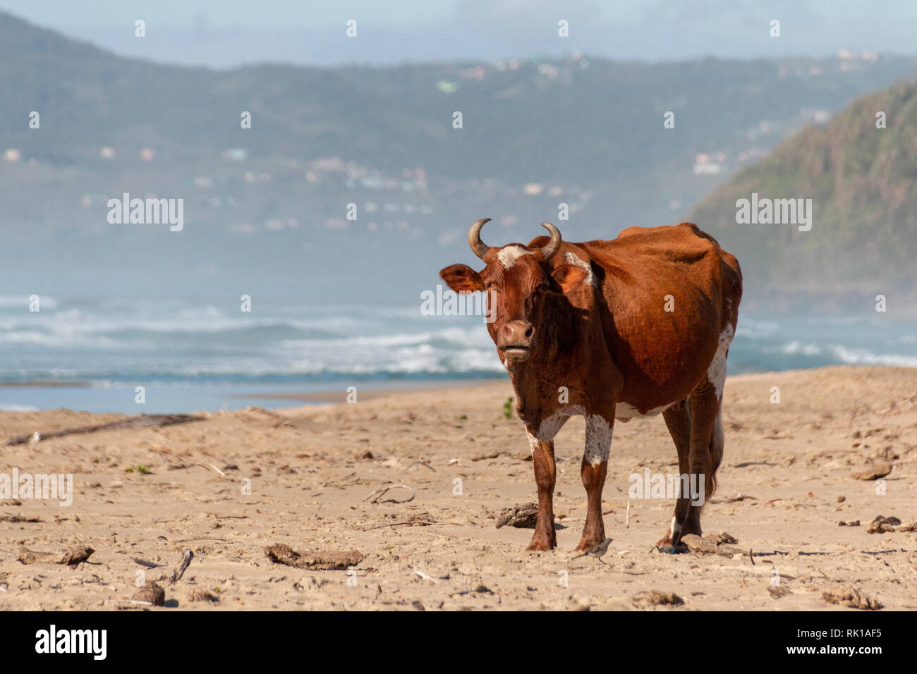 A close up view of a cow standing on the beach Stock Photo - Alamy