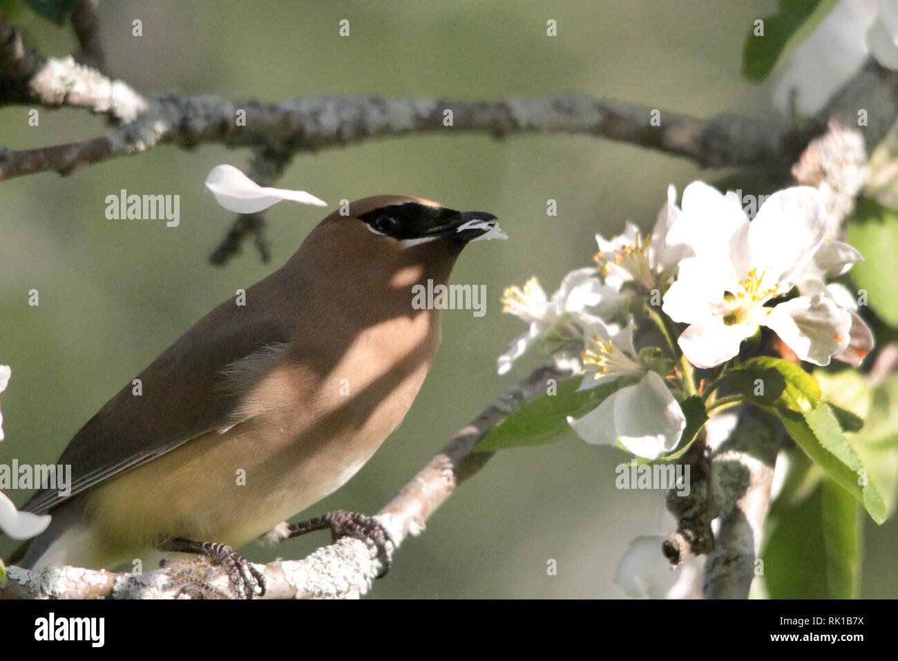 Waxwing eating apple hi-res stock photography and images - Alamy