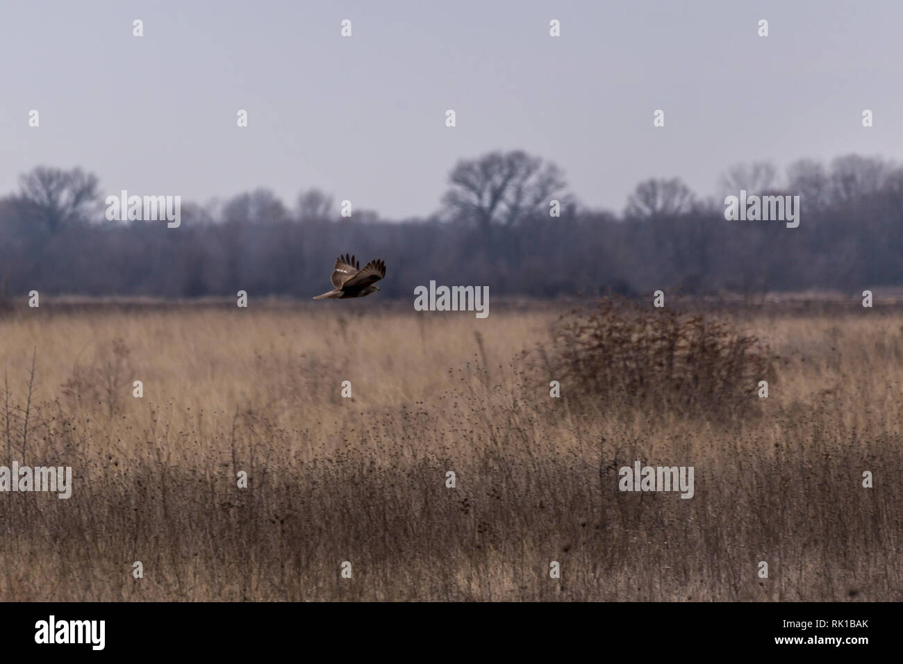 Common buzzard in flight over open land with mountain in the background ...