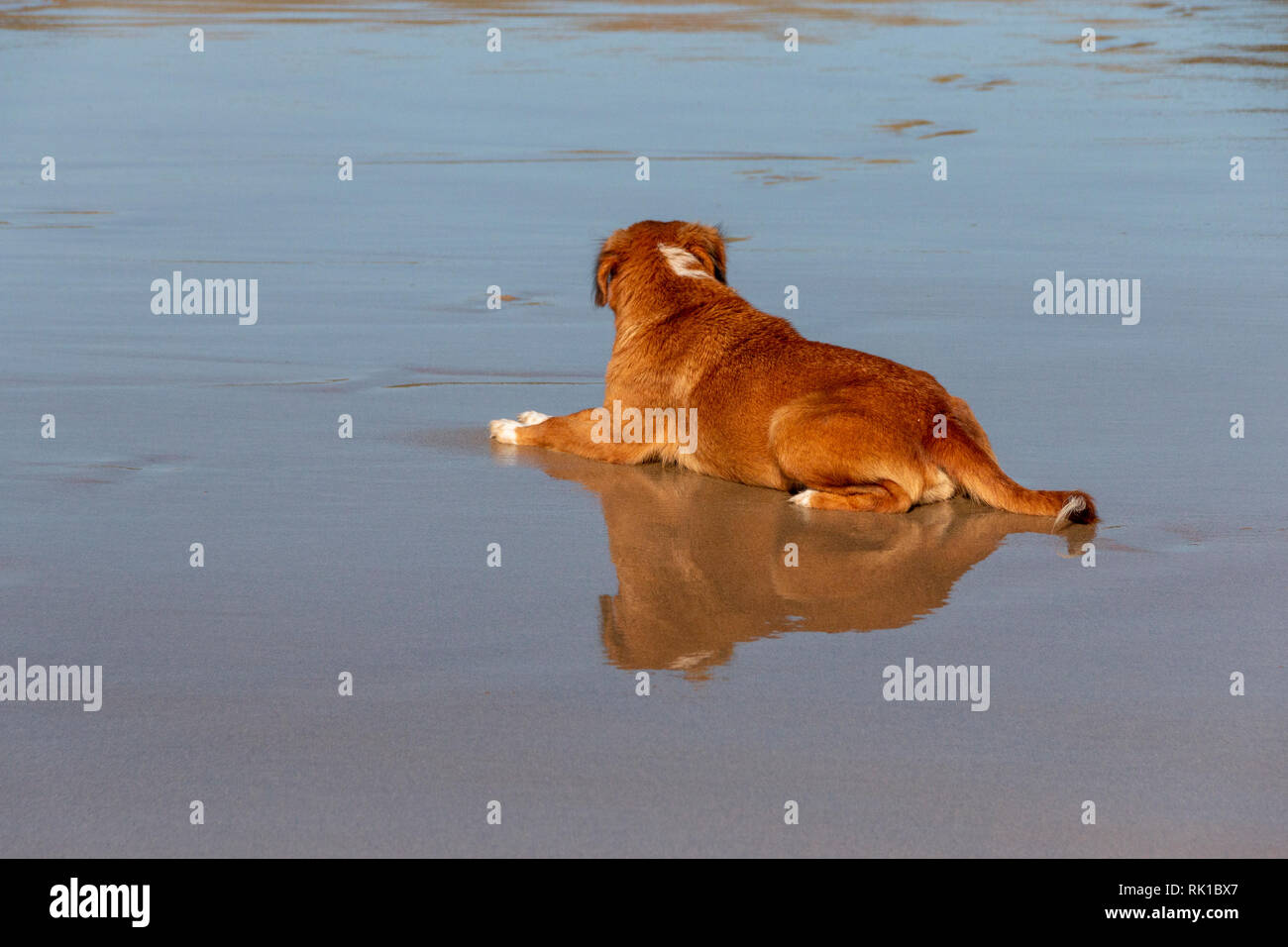 Beautiful close up waters edge hi-res stock photography and images - Alamy