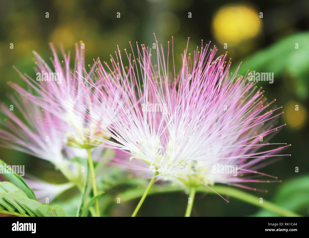 Mimosa tree blossom hi-res stock photography and images - Alamy