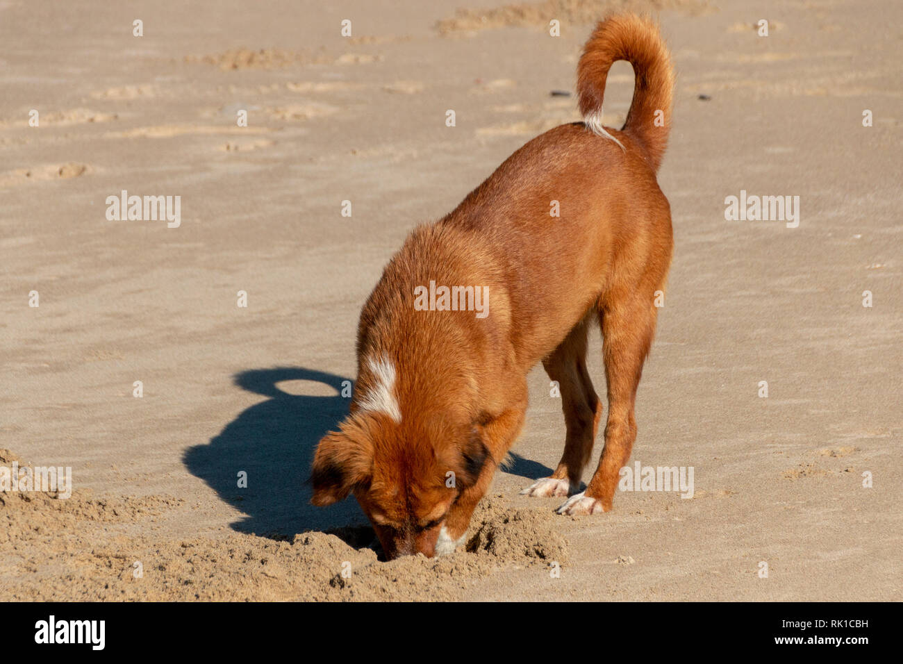 Dog digging in the sand at beach hi-res stock photography and images ...
