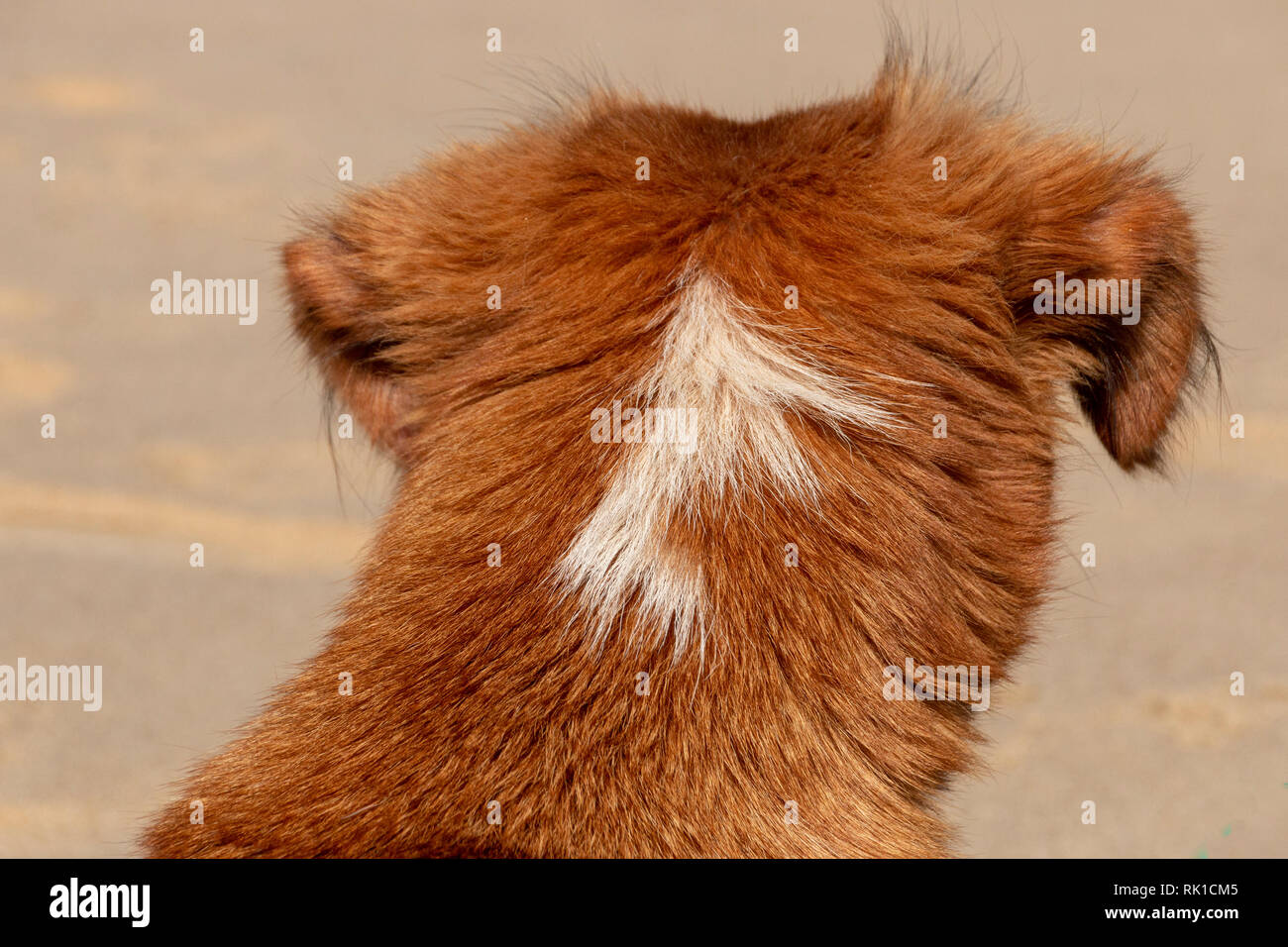 Back of dogs head hi-res stock photography and images - Alamy