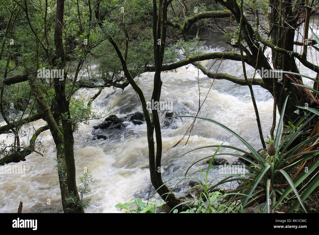 A rushing waterfall on the road to Hana, Twin Falls, Haiku, Maui Stock ...
