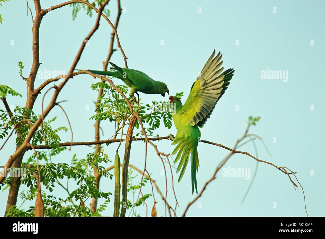 Talking parrot hi-res stock photography and images - Alamy