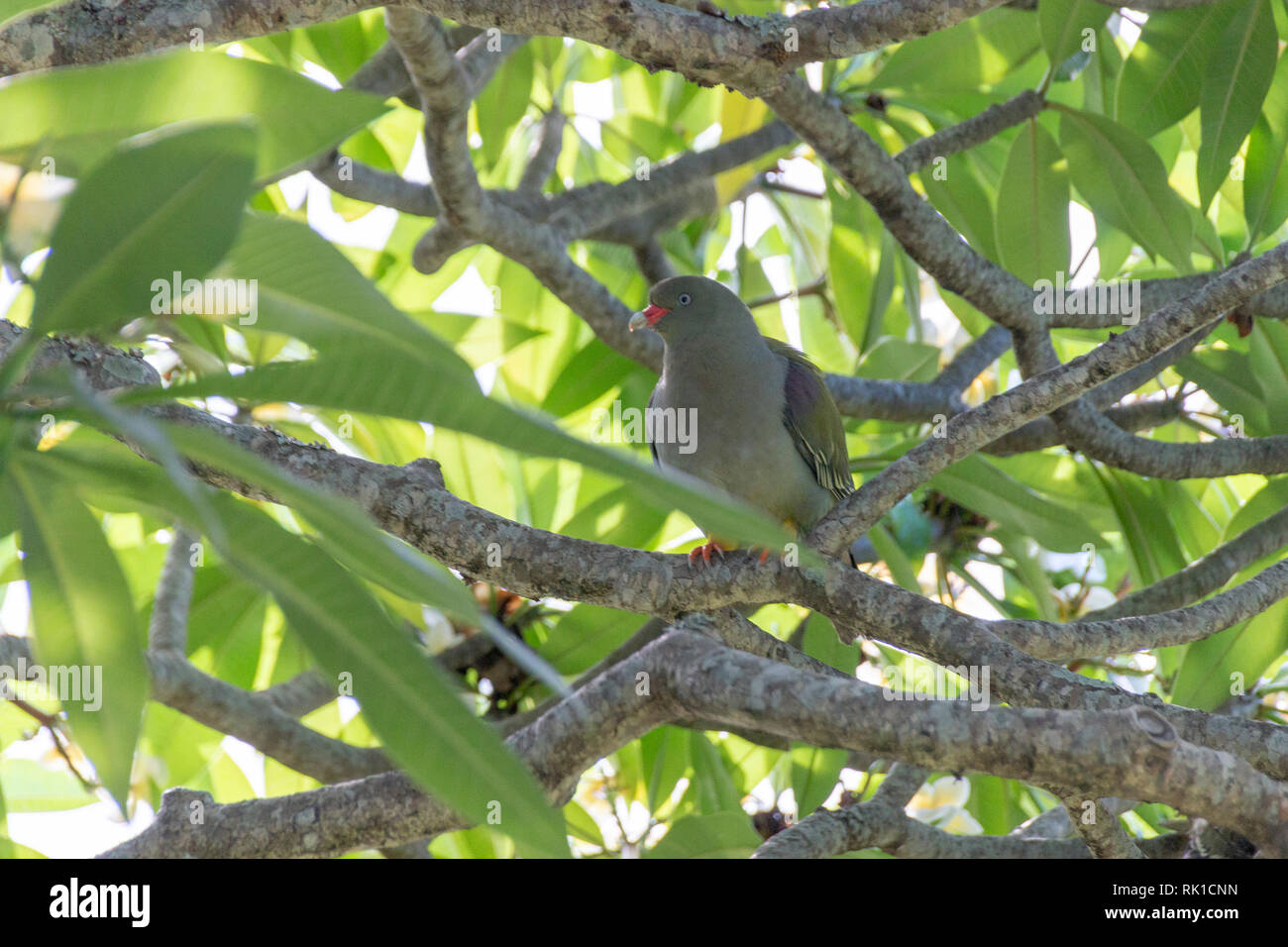 A close up view of a rear green pigeon camouflaged by the green leaves ...