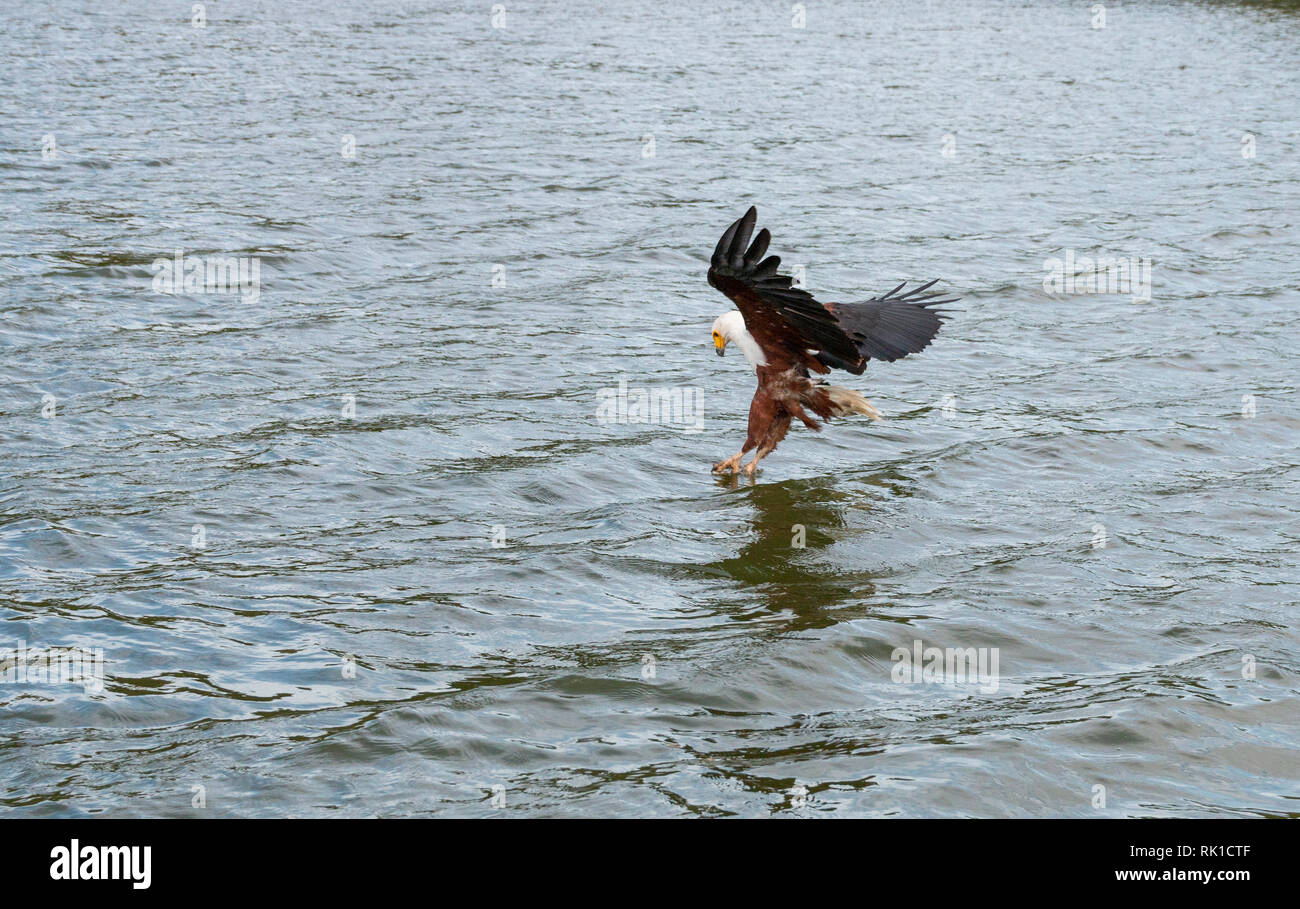 A African Fish Eagle swopping down with its tallens out picking up a ...