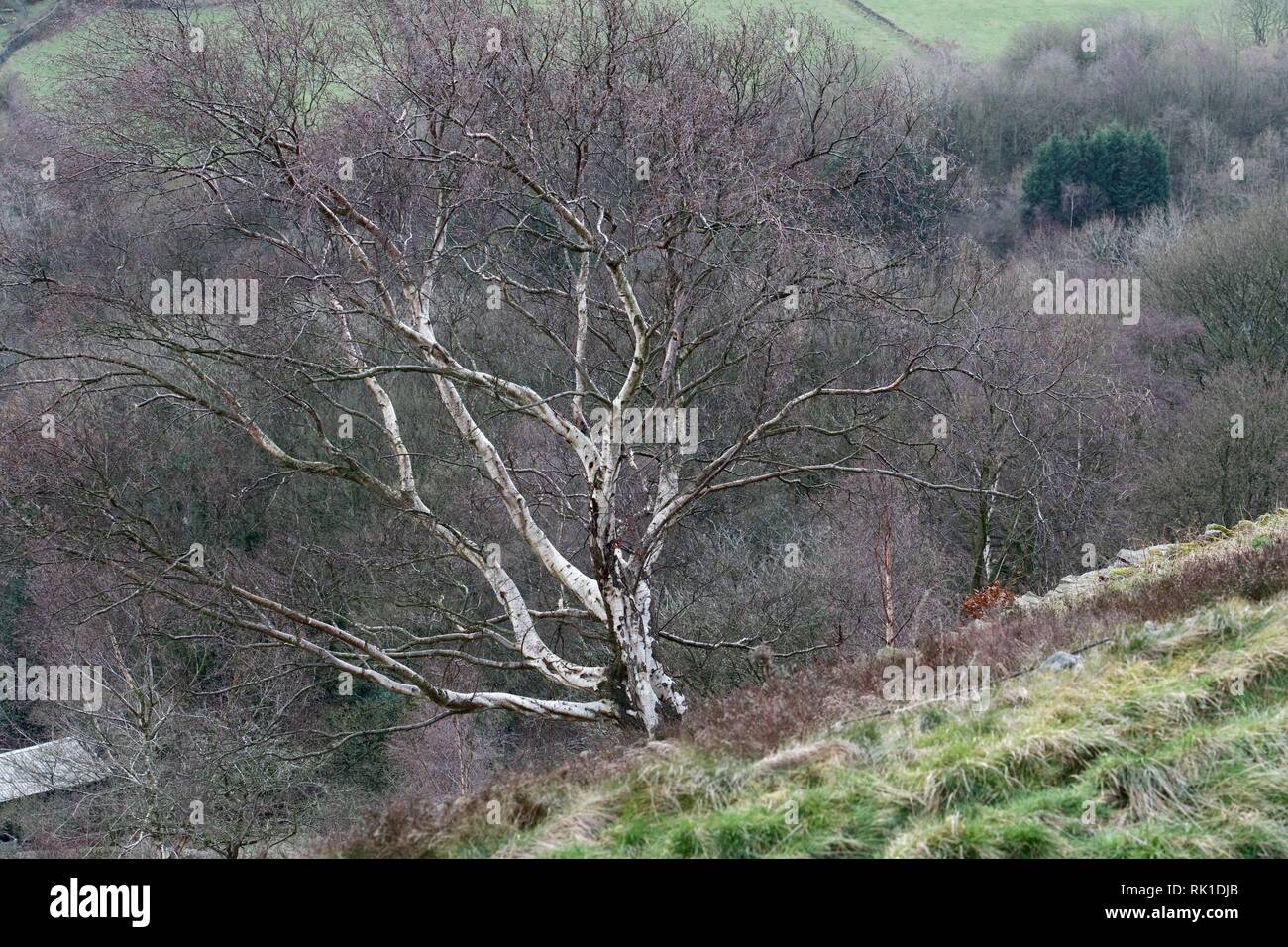 Dead tree life hi-res stock photography and images - Alamy